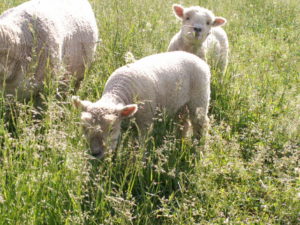 Your First Lambs – My Little Sheep