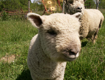 Useful Links – My Little Sheep