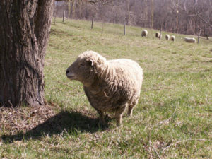 History – My Little Sheep