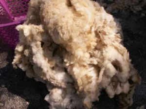 Preparing Wool – My Little Sheep