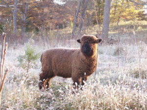 Preparing Wool – My Little Sheep