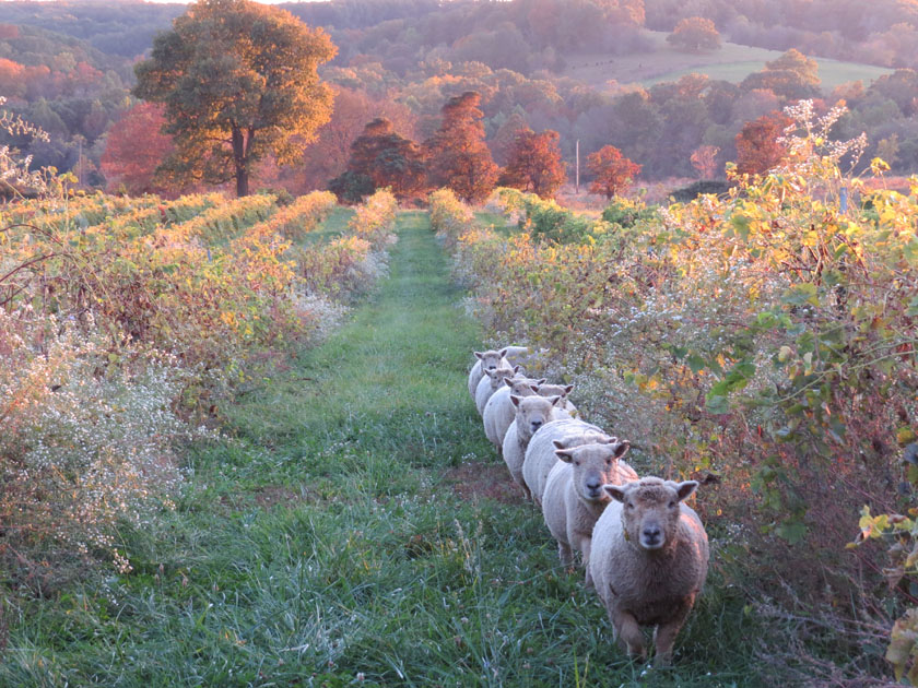 Contact Us – My Little Sheep