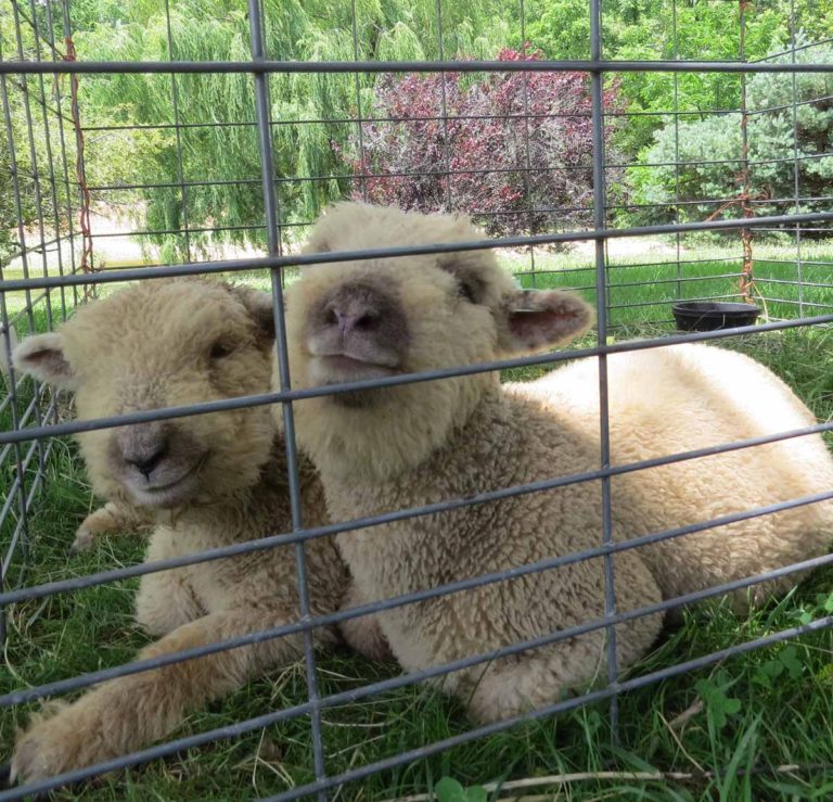 Lambs For Sale? – My Little Sheep