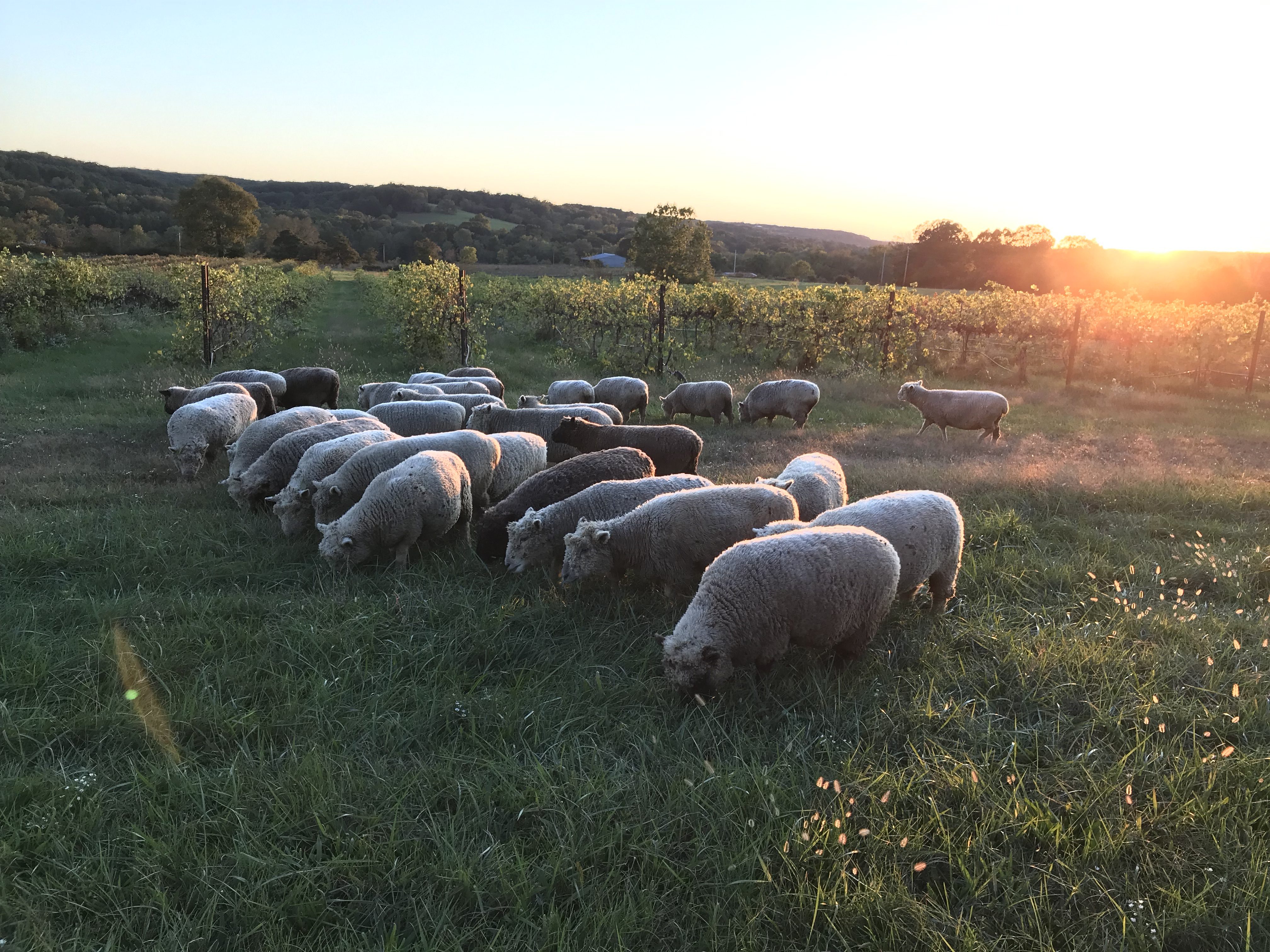 My Little Sheep – Olde English Babydoll Southdown Sheep