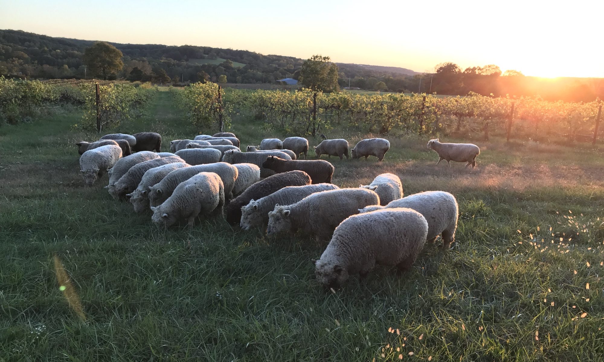 Your First Lambs – My Little Sheep