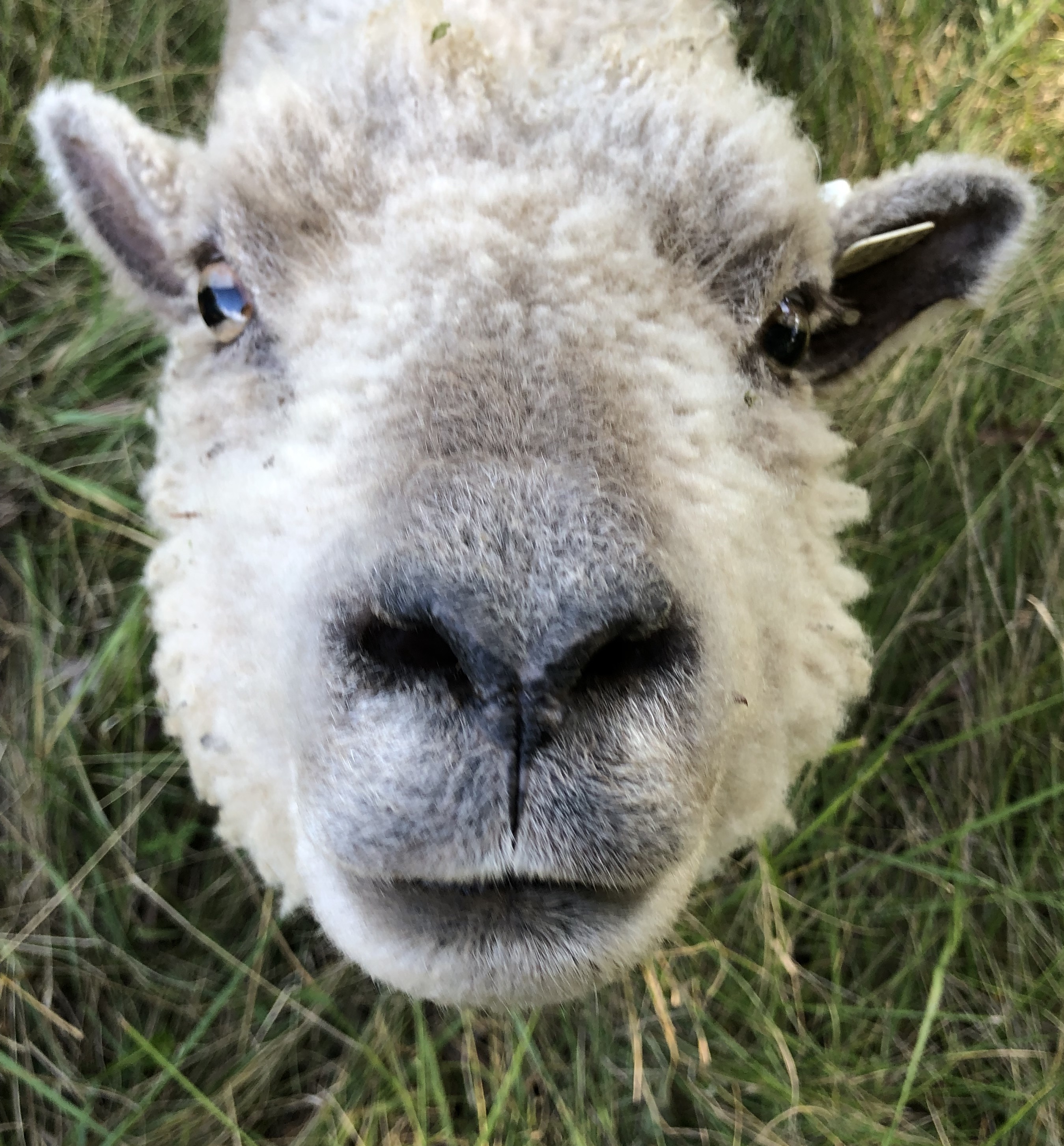 Your First Lambs – My Little Sheep