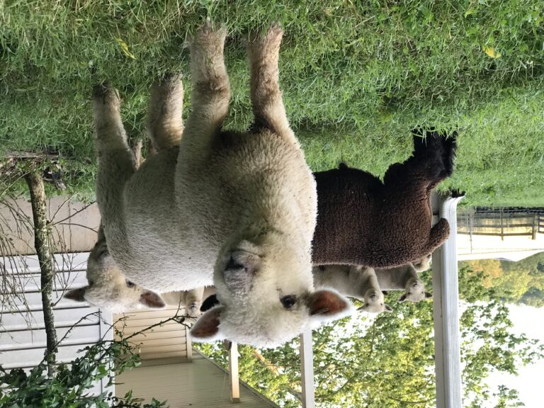 Your First Lambs – My Little Sheep