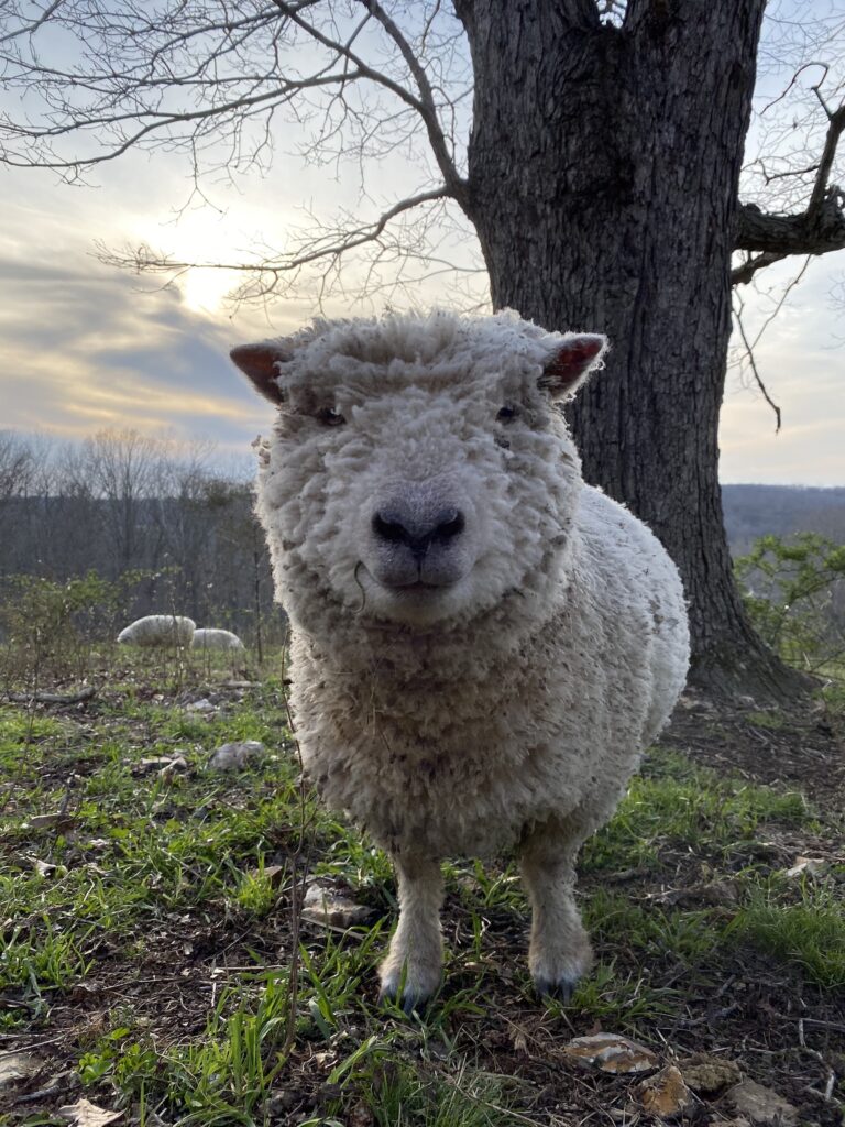 My Little Sheep – Olde English Babydoll Southdown Sheep
