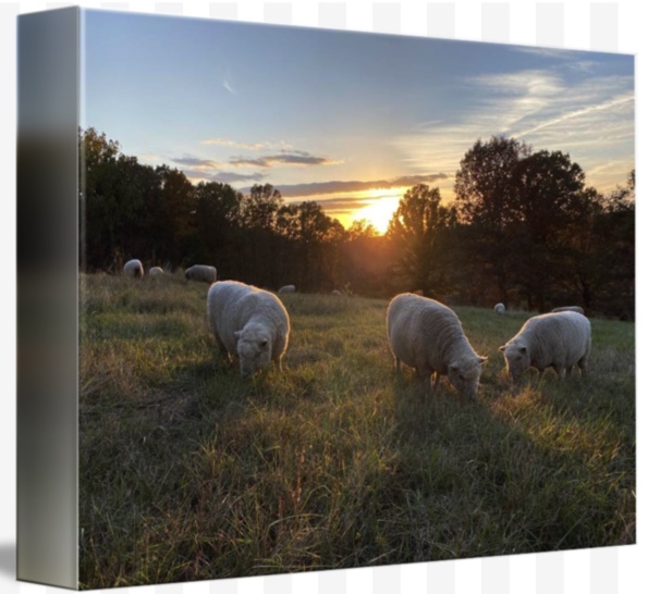 My Little Sheep – Olde English Babydoll Southdown Sheep