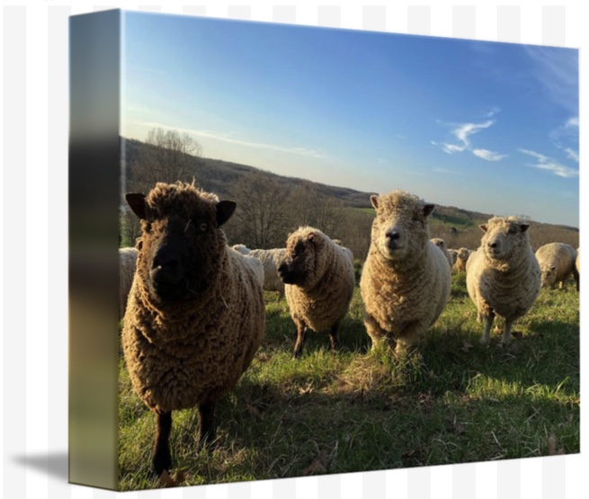 My Little Sheep – Olde English Babydoll Southdown Sheep